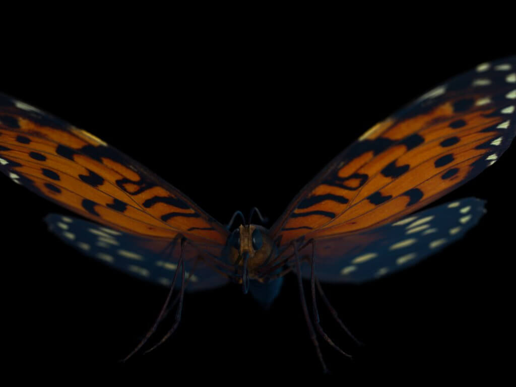 Butterly - 3D Model by Vaarg