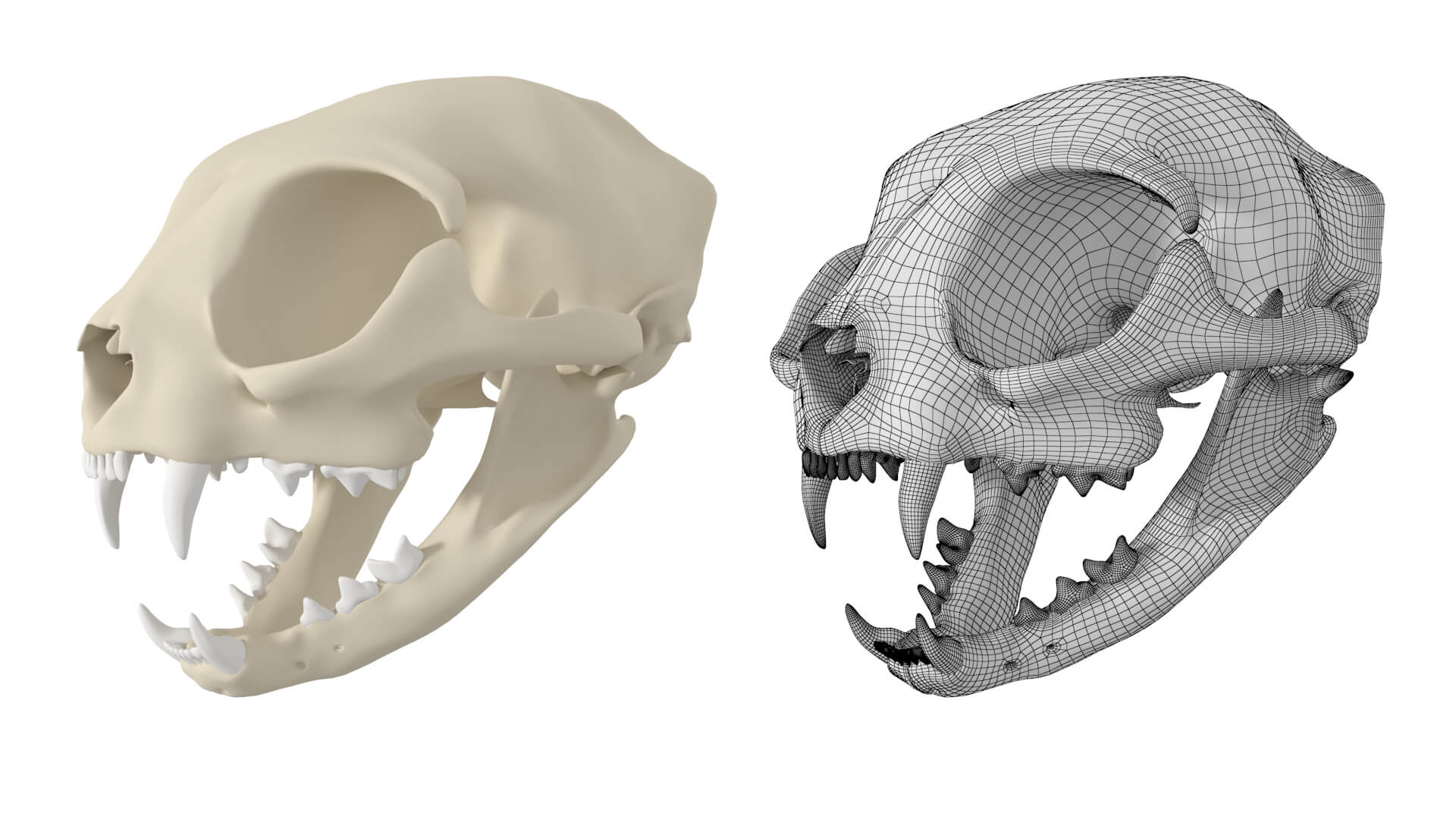 Domestic Cat Skull - 3D Model by Valerii-Kaliuzhnyi