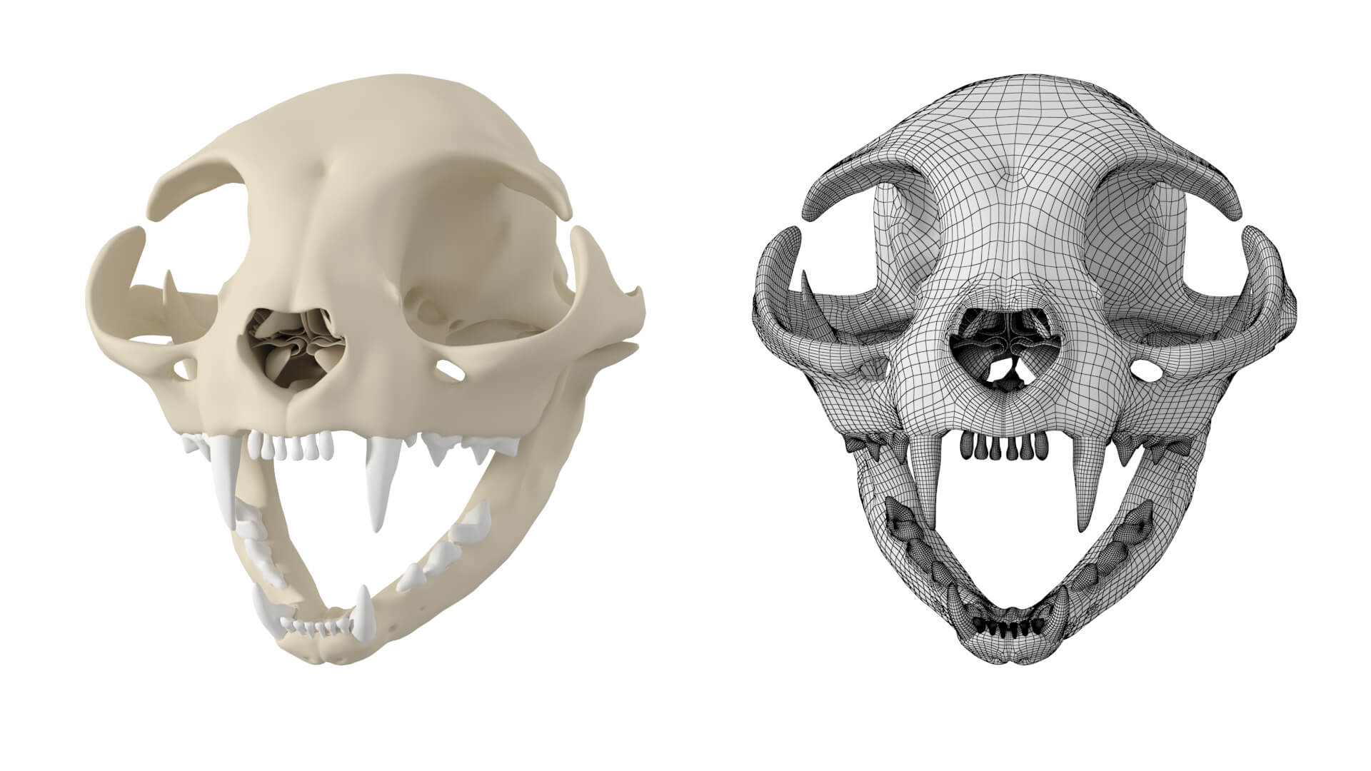 Domestic Cat Skull - 3D Model by Valerii-Kaliuzhnyi