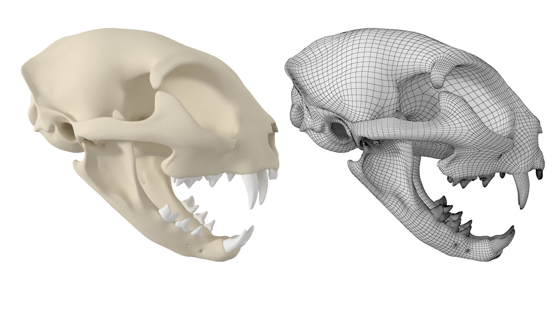 Domestic Cat Skull - 3D Model by Valerii-Kaliuzhnyi