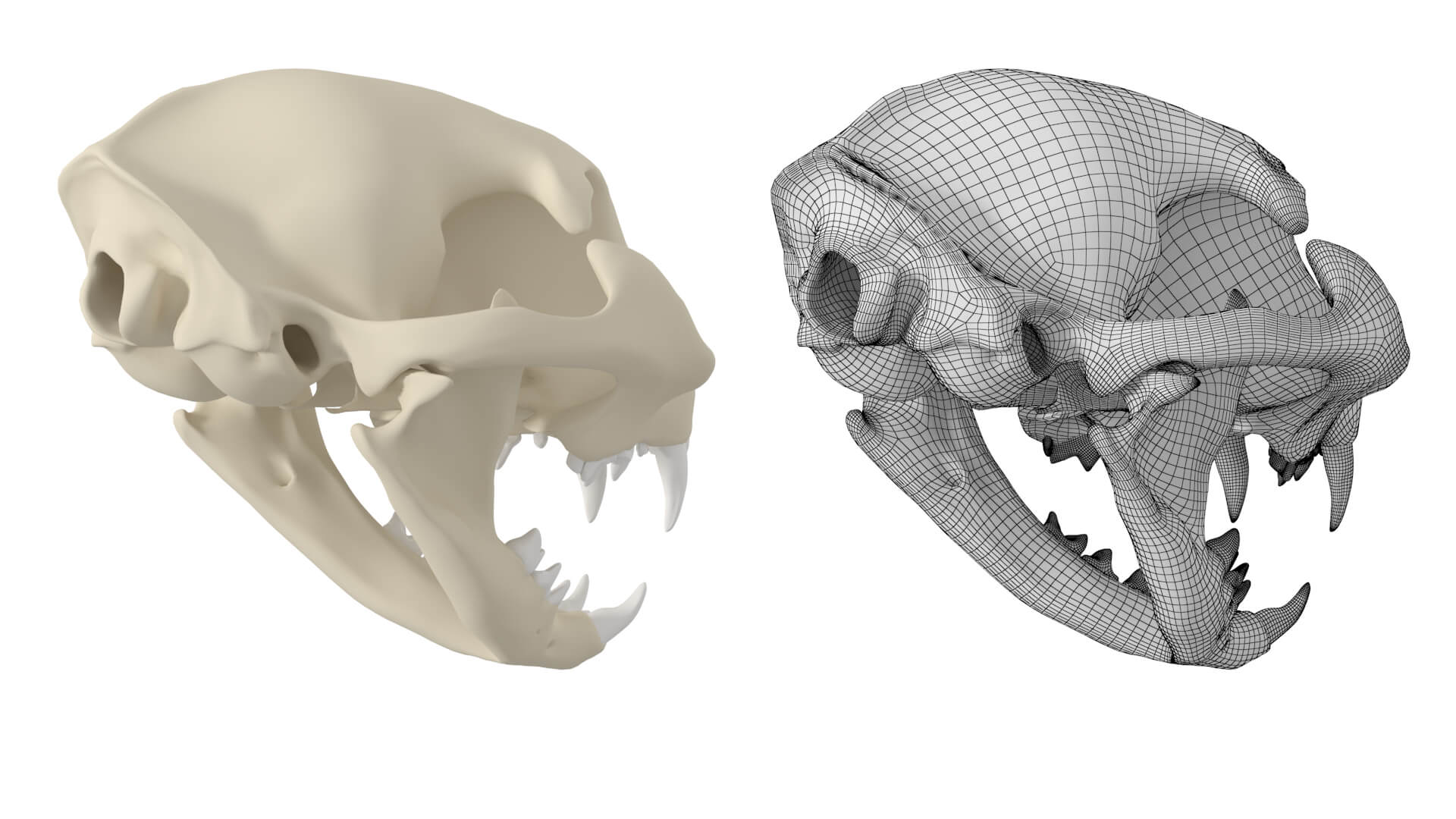 Domestic Cat Skull - 3D Model by Valerii-Kaliuzhnyi