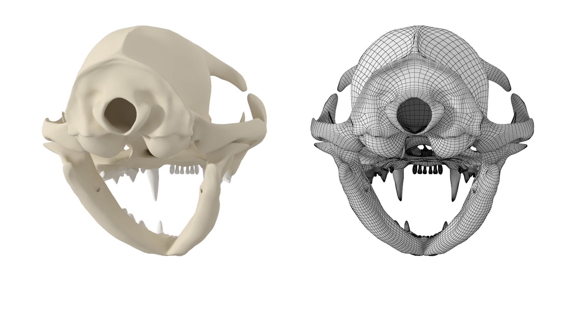 Domestic Cat Skull - 3D Model by Valerii-Kaliuzhnyi