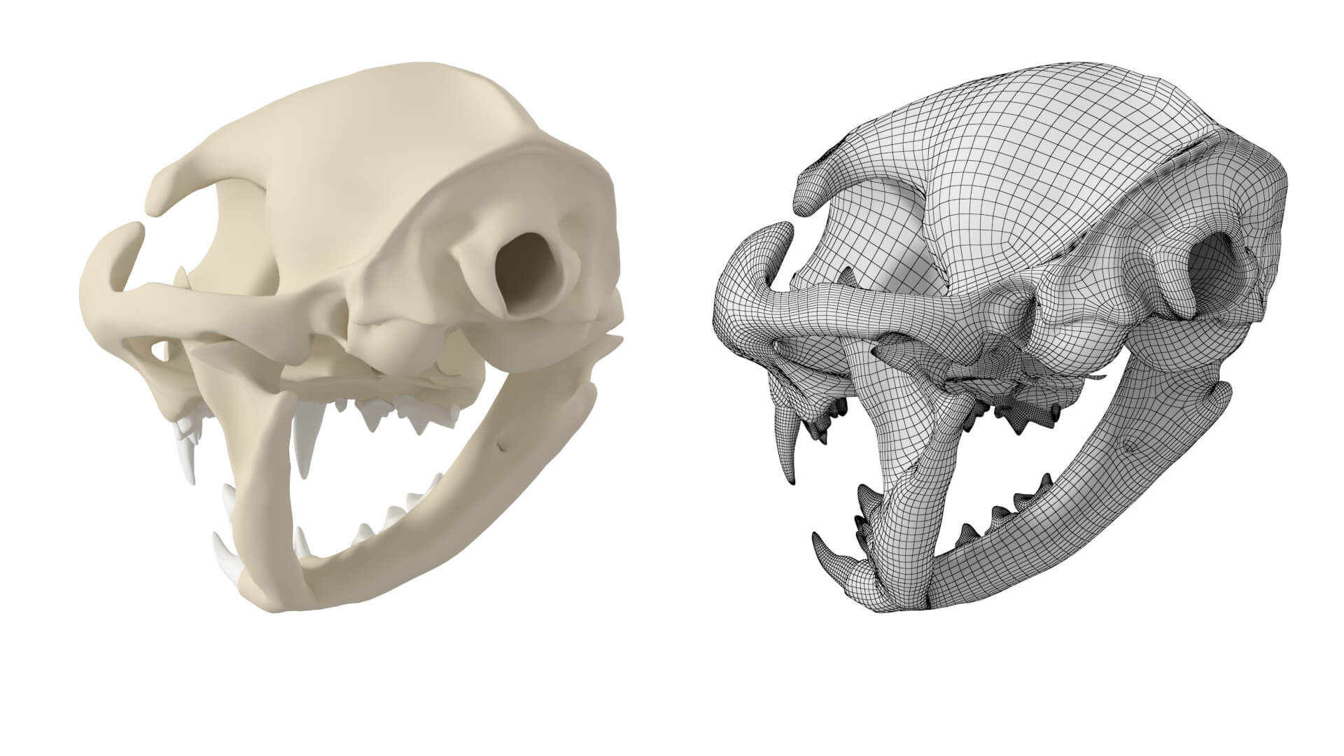 Domestic Cat Skull - 3D Model by Valerii-Kaliuzhnyi