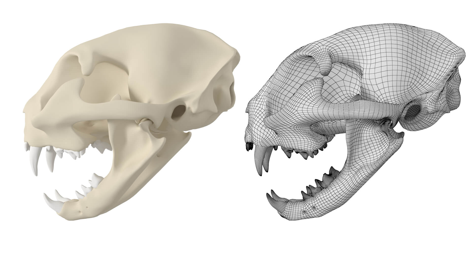 Domestic Cat Skull - 3D Model by Valerii-Kaliuzhnyi