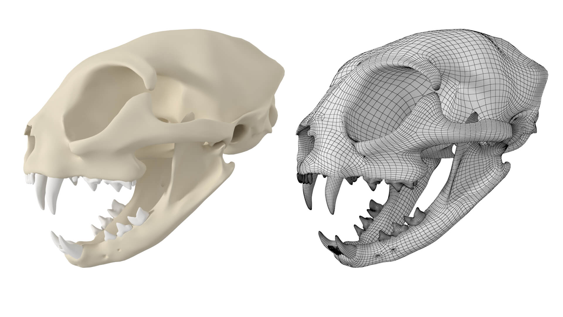 Domestic Cat Skull - 3D Model by Valerii-Kaliuzhnyi