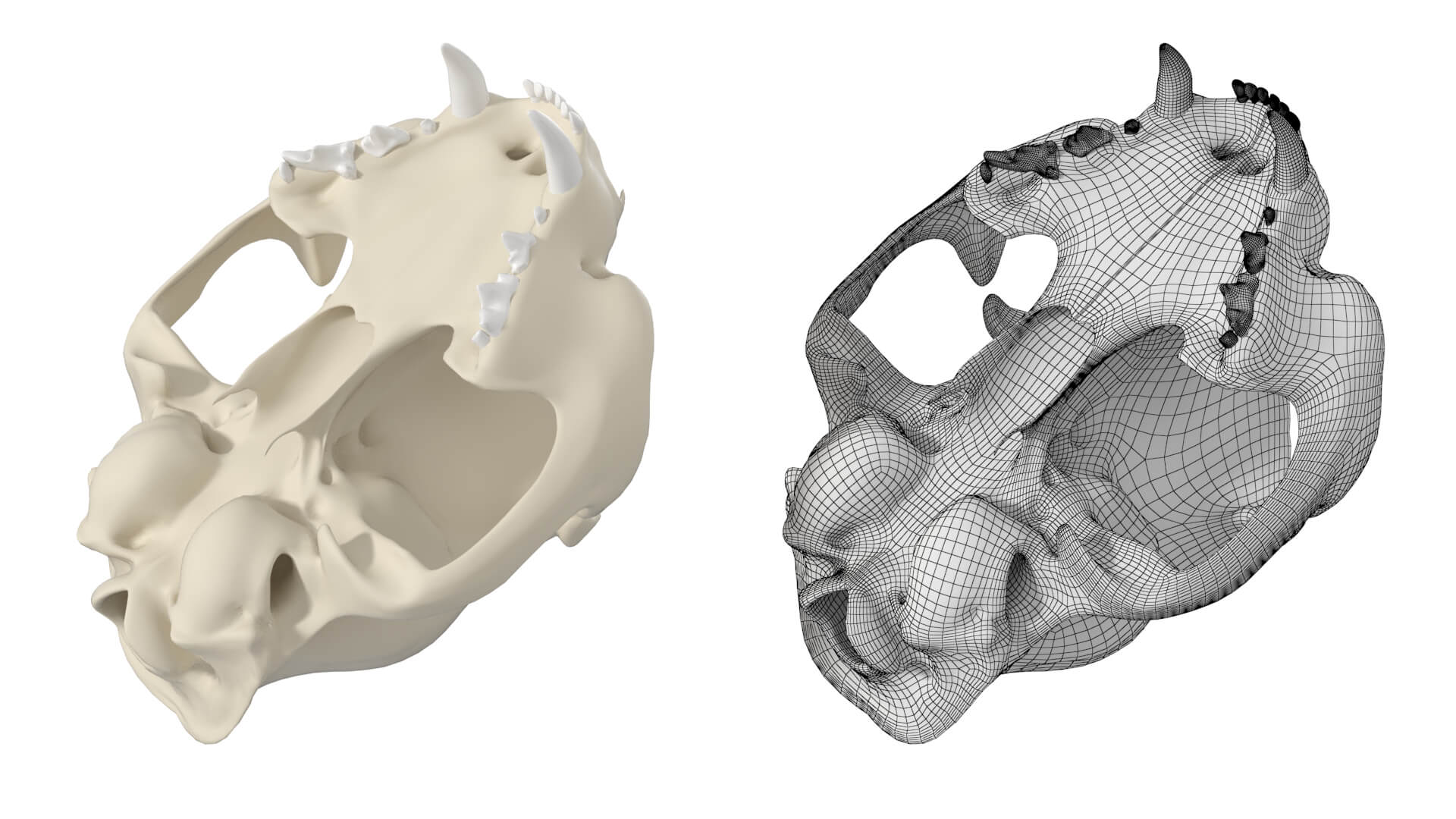 Domestic Cat Skull - 3D Model by Valerii-Kaliuzhnyi