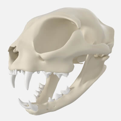 Domestic Cat Skull - 3D Model by Valerii-Kaliuzhnyi