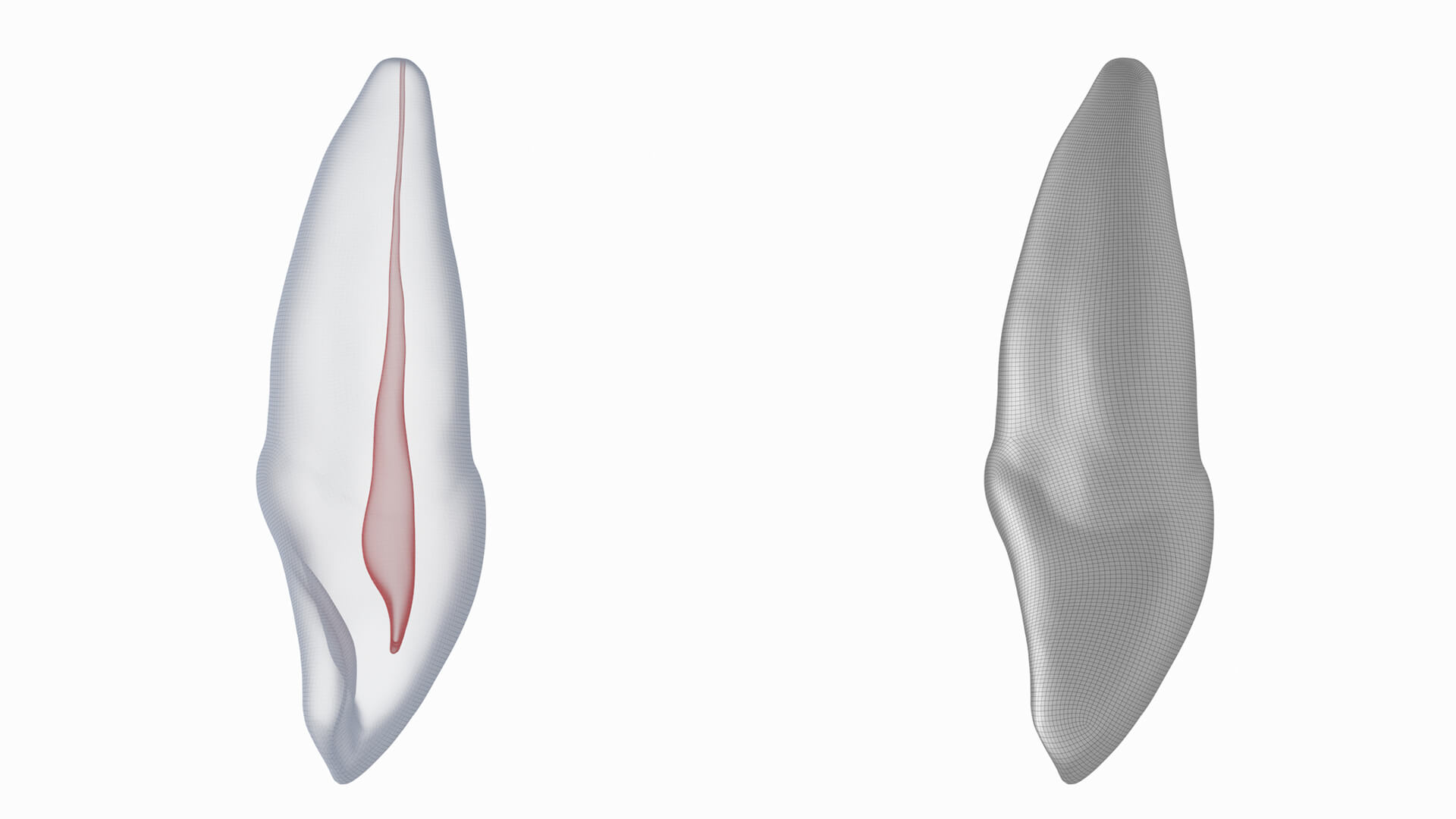 Human Upper Left Central Incisor Tooth With Pulp Cavity - 3D Model by ...