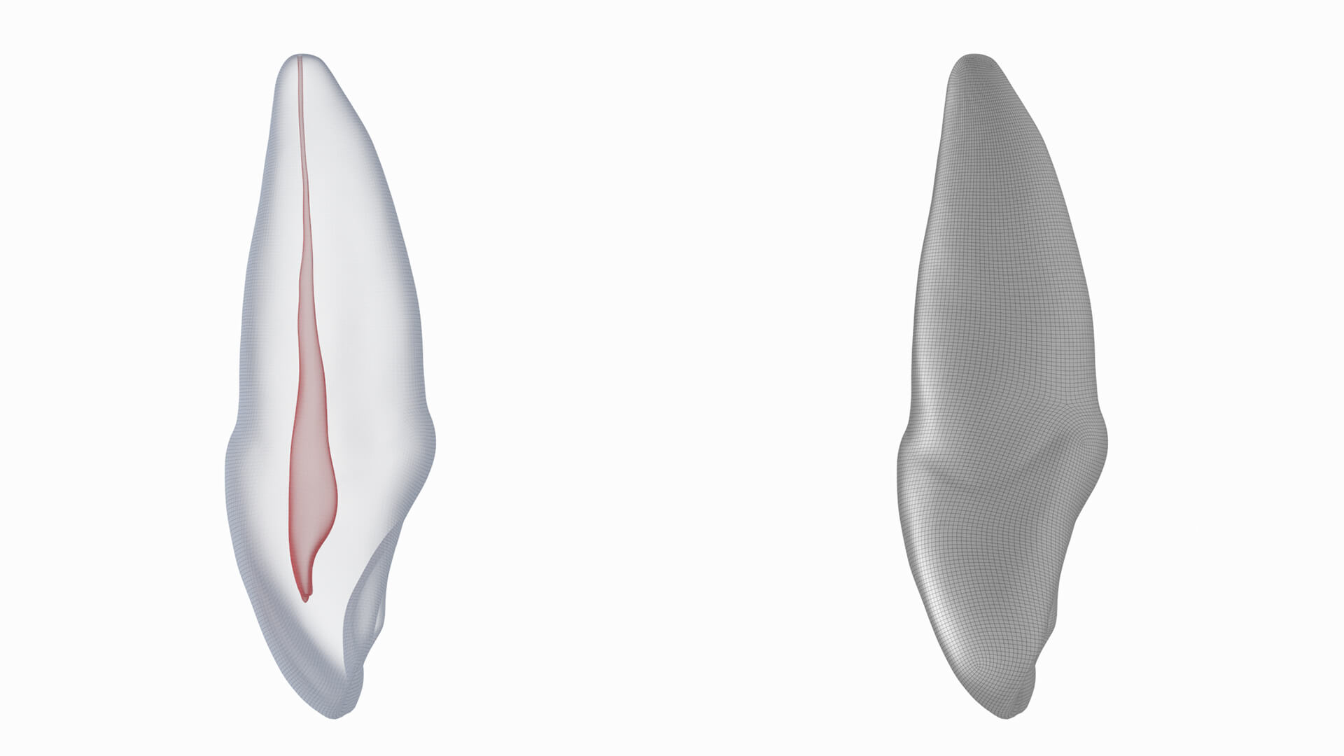 Human Upper Left Central Incisor Tooth With Pulp Cavity - 3D Model by ...