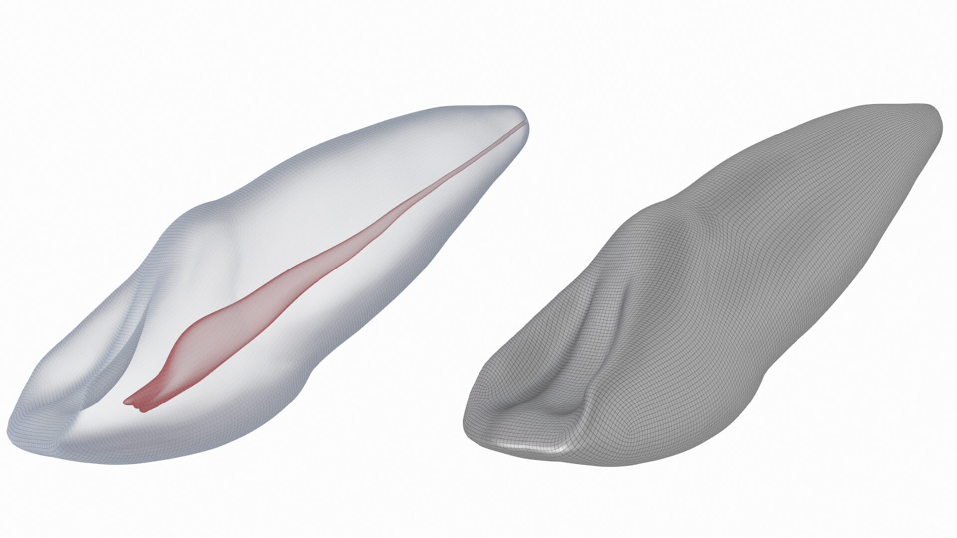 Human Upper Left Central Incisor Tooth With Pulp Cavity - 3D Model by ...
