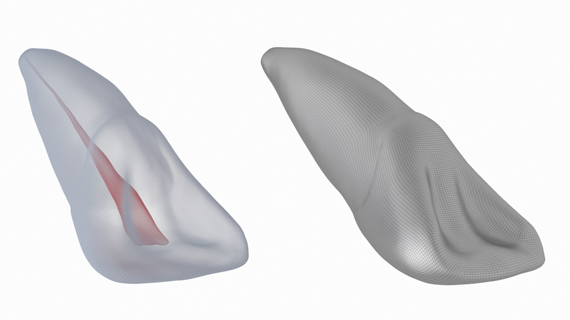 Human Upper Left Central Incisor Tooth With Pulp Cavity - 3D Model by ...