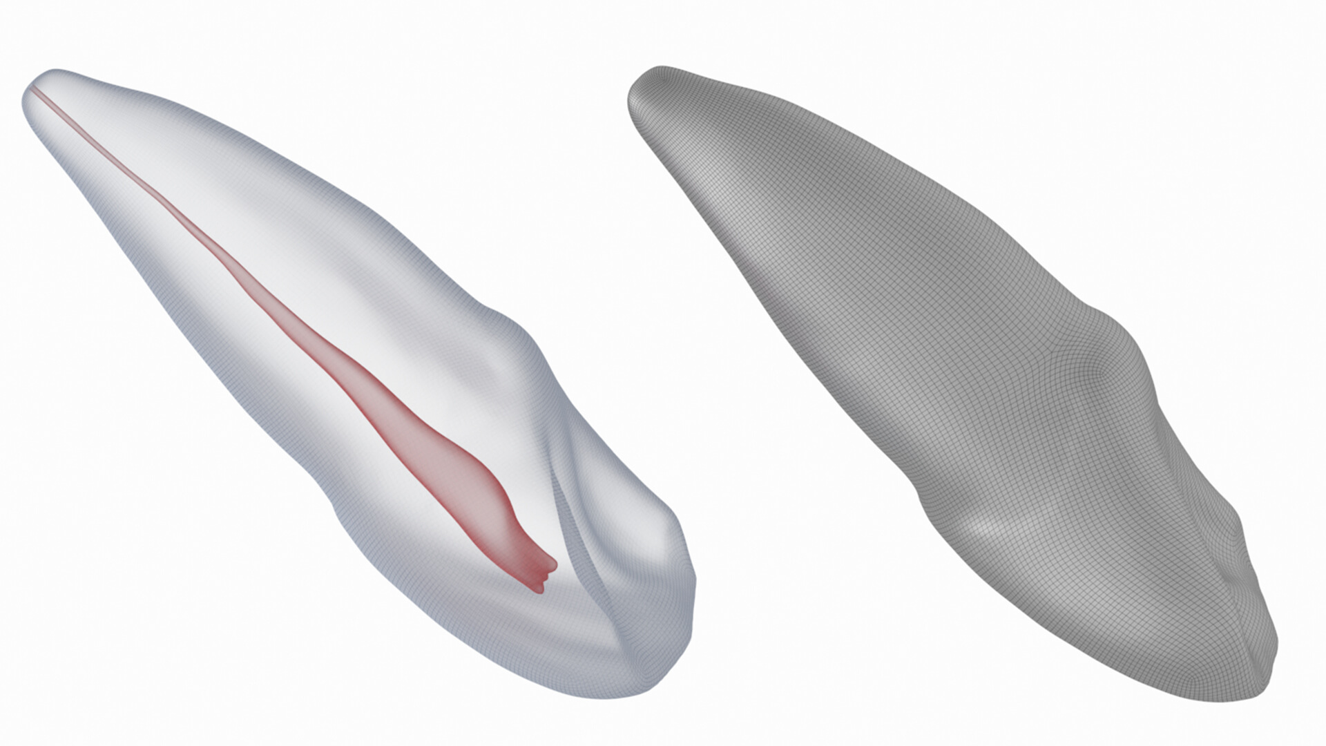 Human Upper Left Central Incisor Tooth With Pulp Cavity - 3D Model by ...