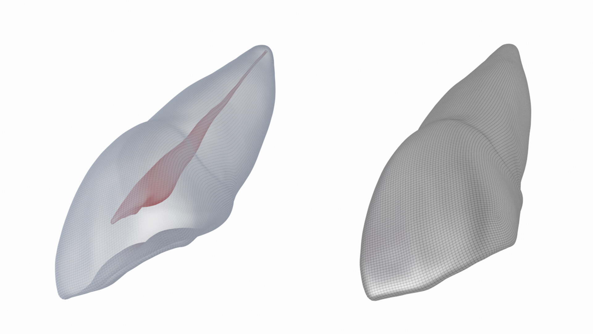 Human Upper Left Central Incisor Tooth With Pulp Cavity - 3D Model by ...