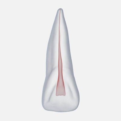 Human Upper Left Central Incisor Tooth With Pulp Cavity - 3D Model by ...