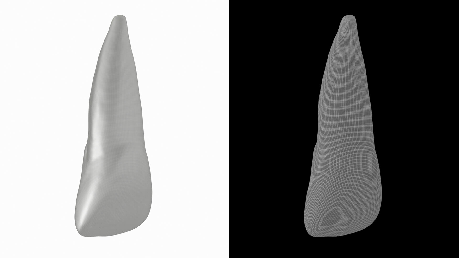 Human Upper Left Central Incisor Tooth - 3D Model by Valerii-Kaliuzhnyi