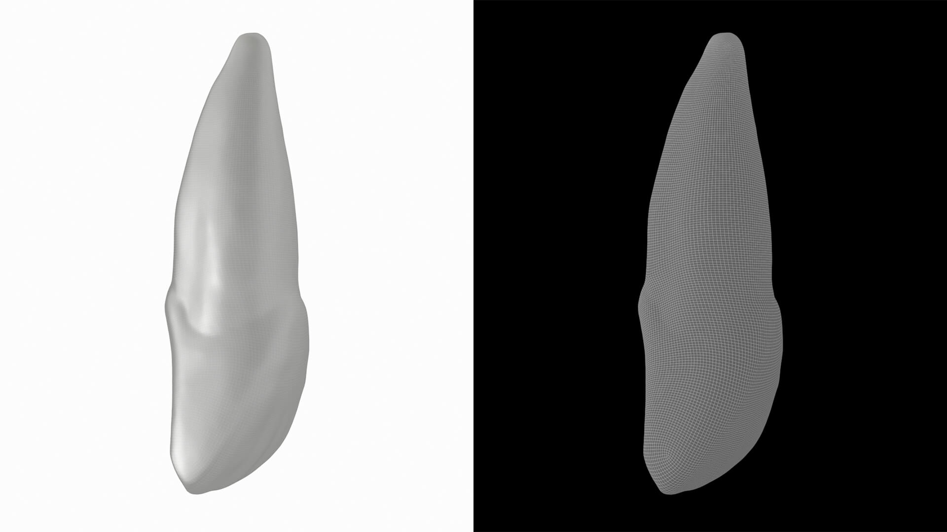 Human Upper Left Central Incisor Tooth - 3D Model by Valerii-Kaliuzhnyi