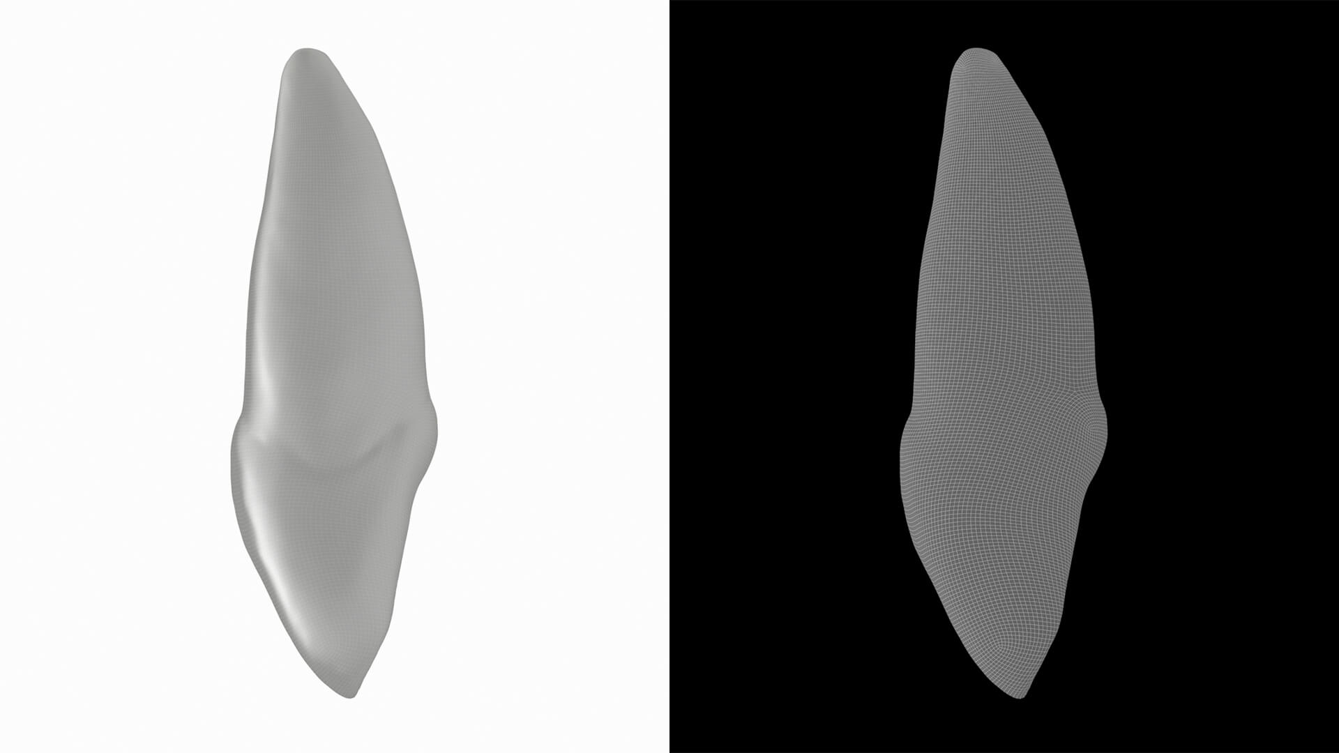Human Upper Left Central Incisor Tooth - 3D Model by Valerii-Kaliuzhnyi
