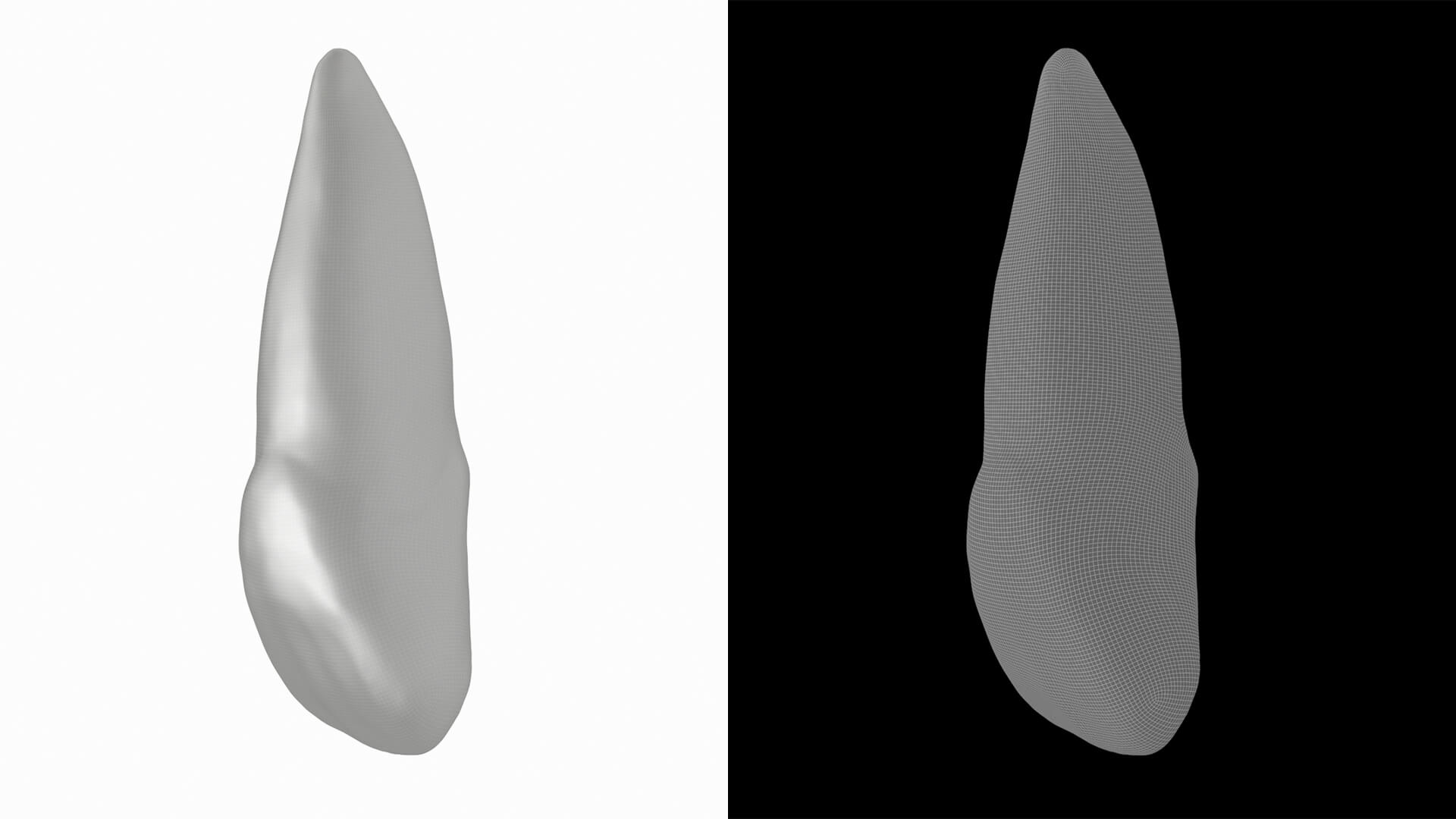 Human Upper Left Central Incisor Tooth - 3D Model by Valerii-Kaliuzhnyi