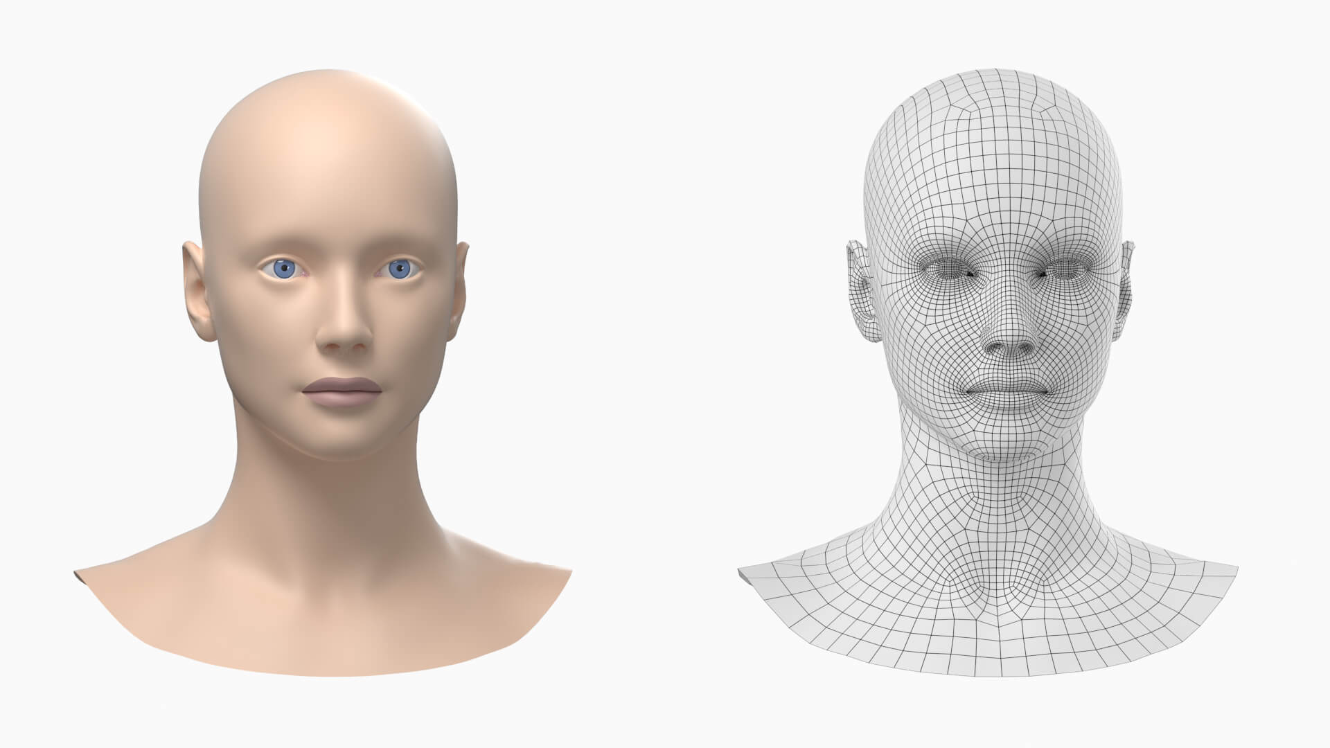 Natural Female Head 01 Base Mesh - 3D Model by Valerii-Kaliuzhnyi