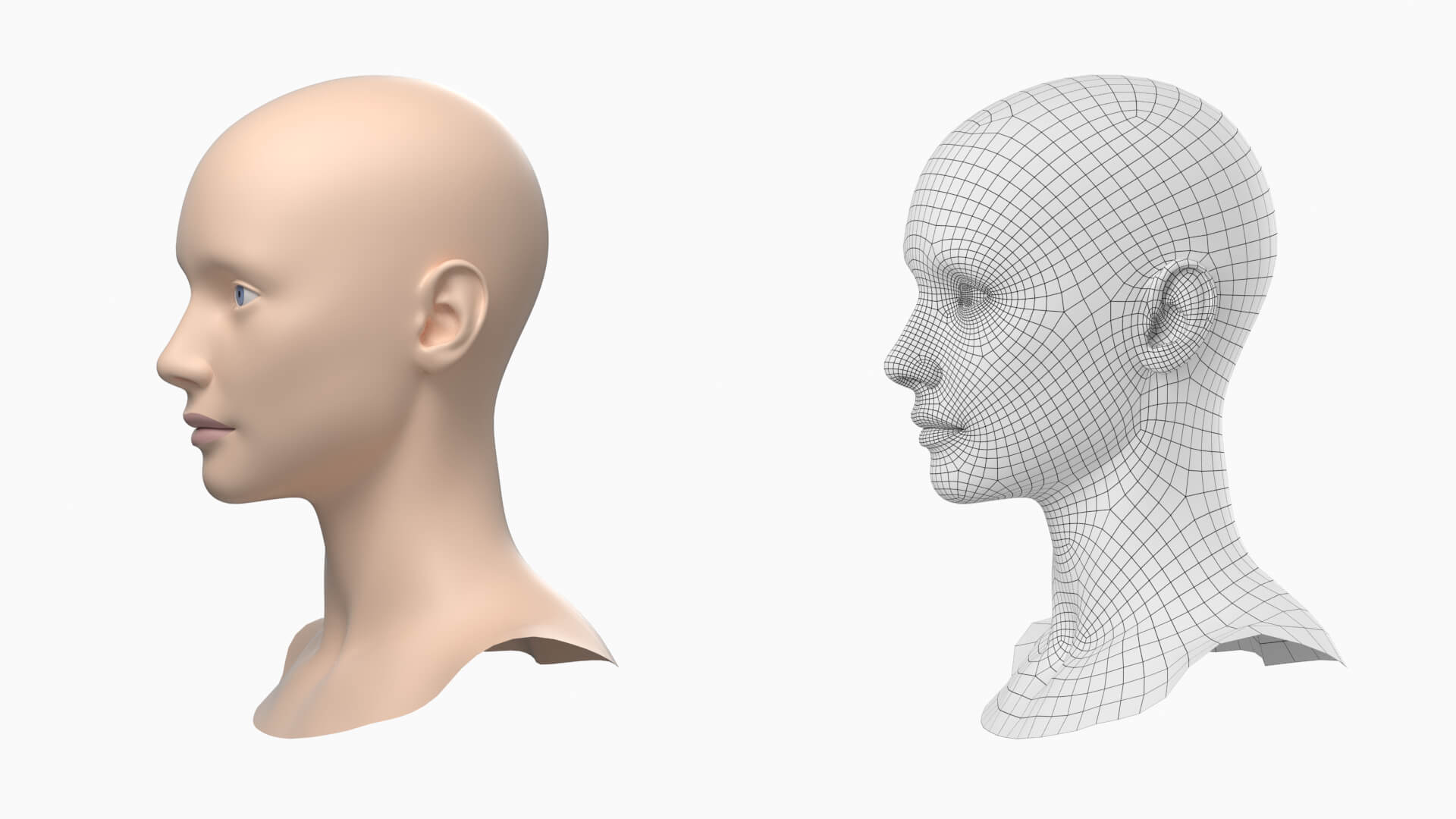 Natural Female Head 01 Base Mesh - 3D Model by Valerii-Kaliuzhnyi