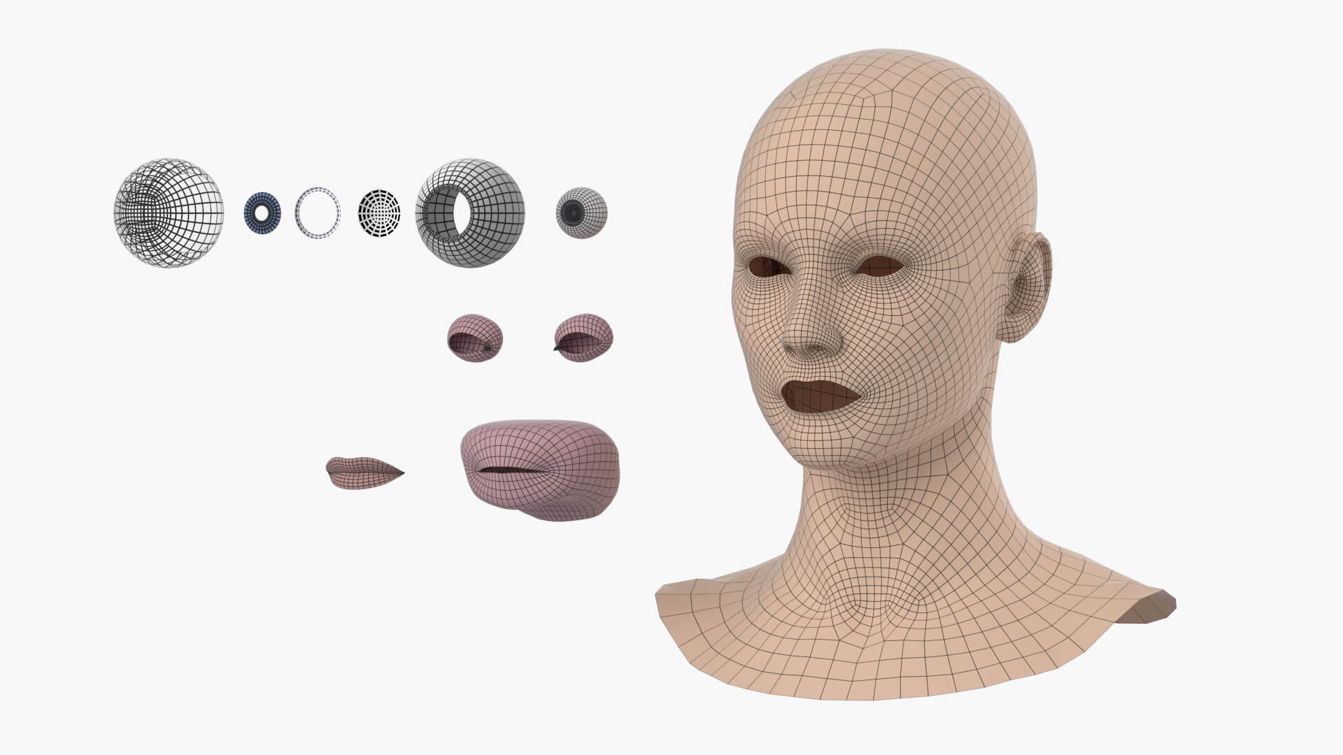 Natural Female Head 01 Base Mesh - 3D Model by Valerii-Kaliuzhnyi