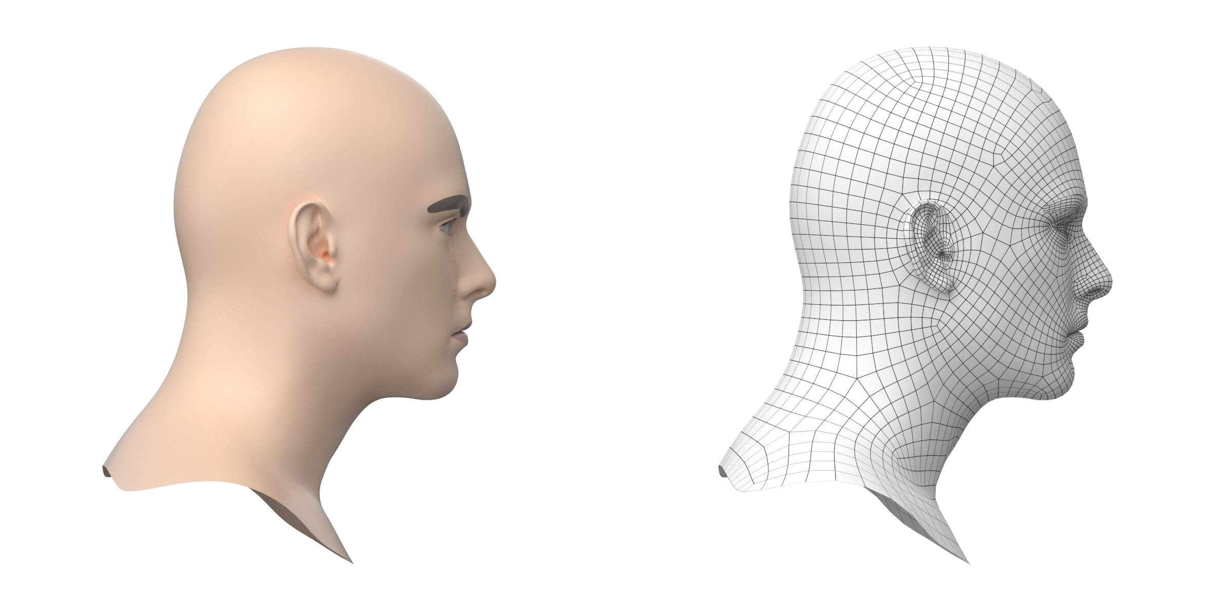 Natural Male Head 01 Base Mesh - 3D Model by Valerii-Kaliuzhnyi