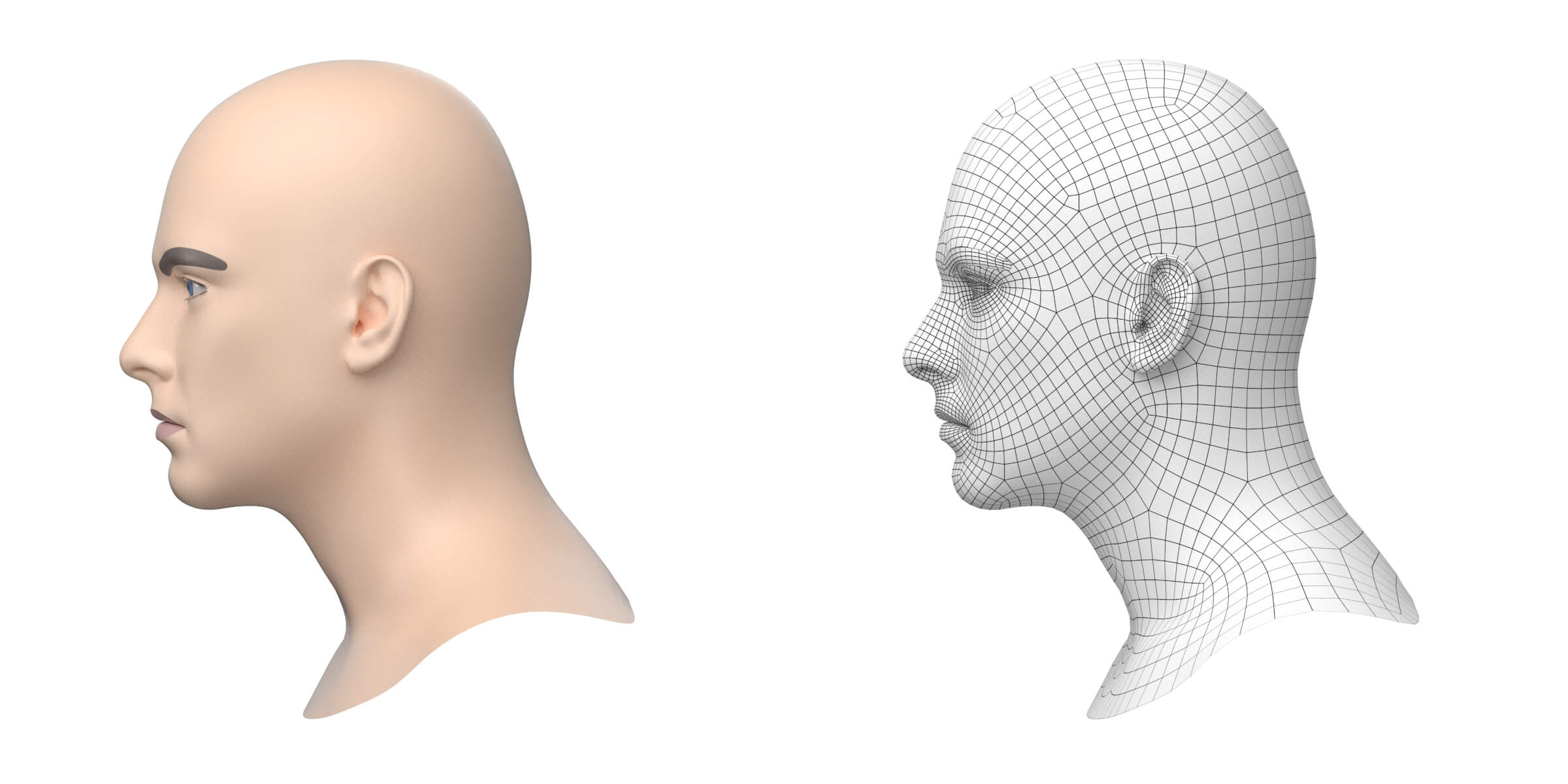 Natural Male Head 01 Base Mesh - 3D Model by Valerii-Kaliuzhnyi