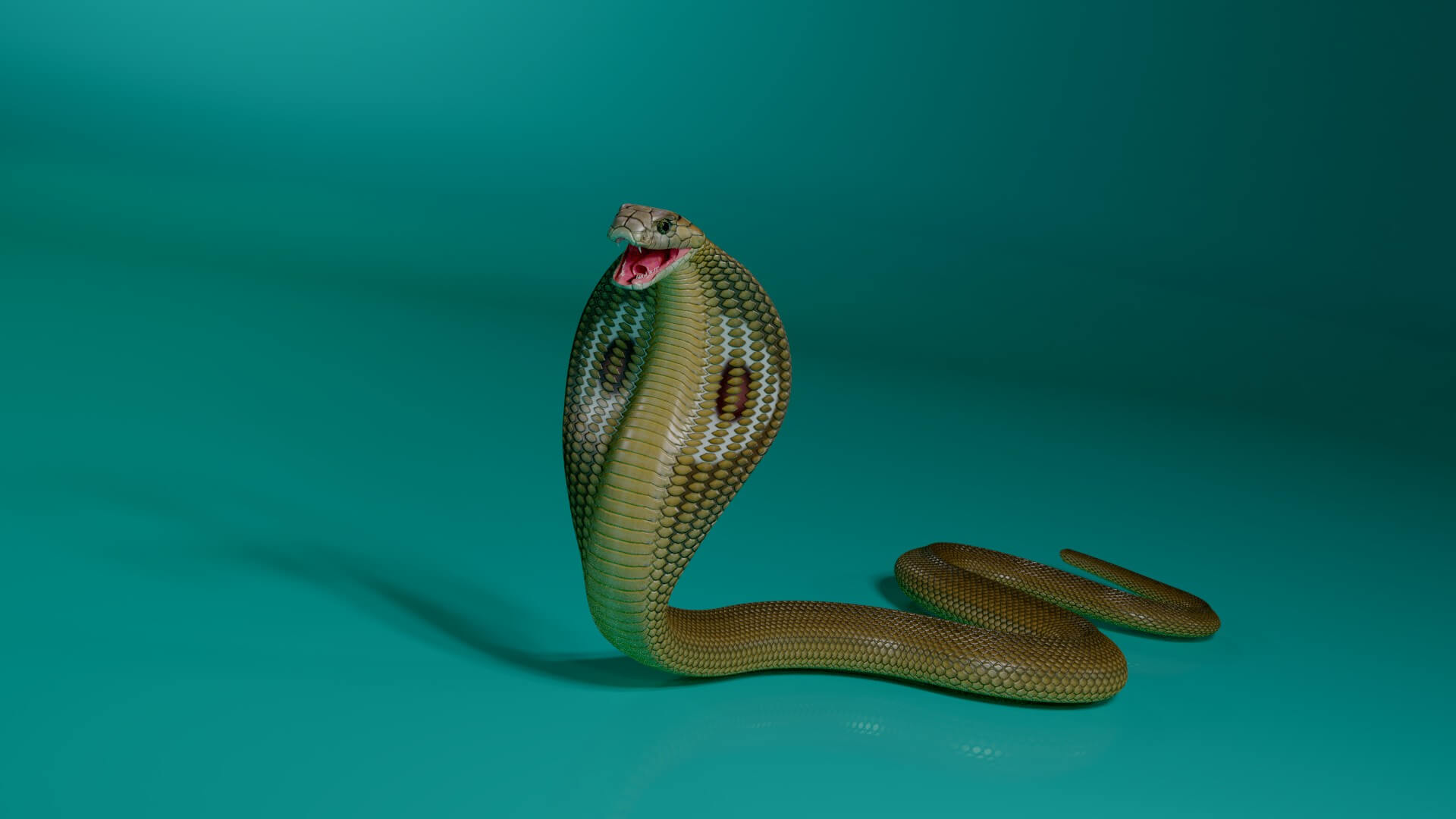 Cobra Snake - 3D Model by vefilanna