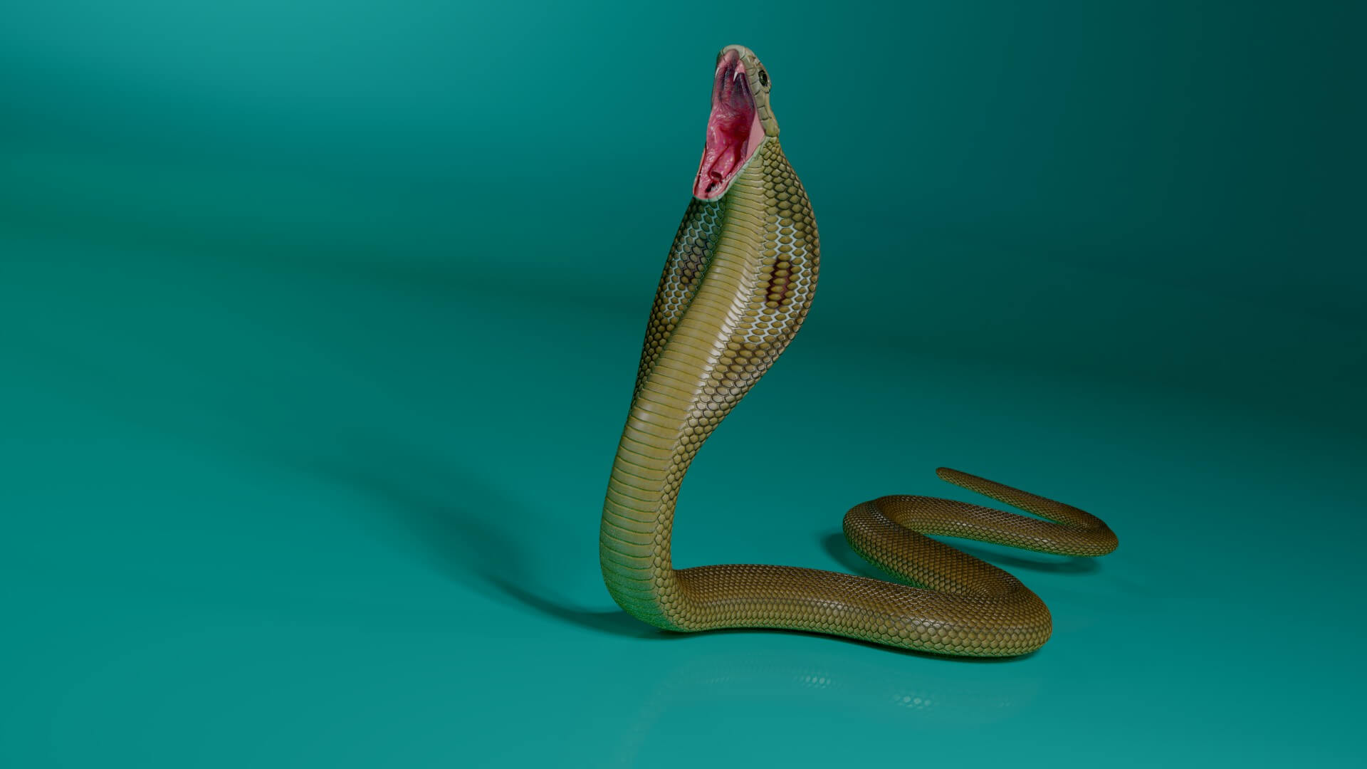 Cobra Snake - 3D Model by vefilanna