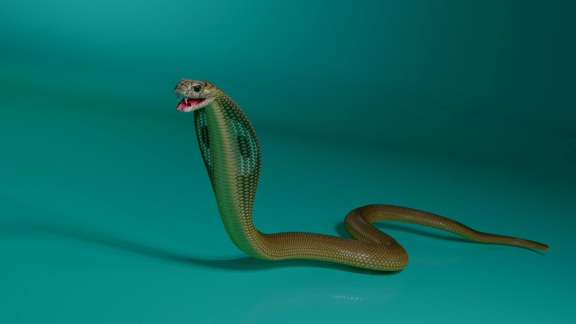 Cobra Snake - 3D Model by vefilanna