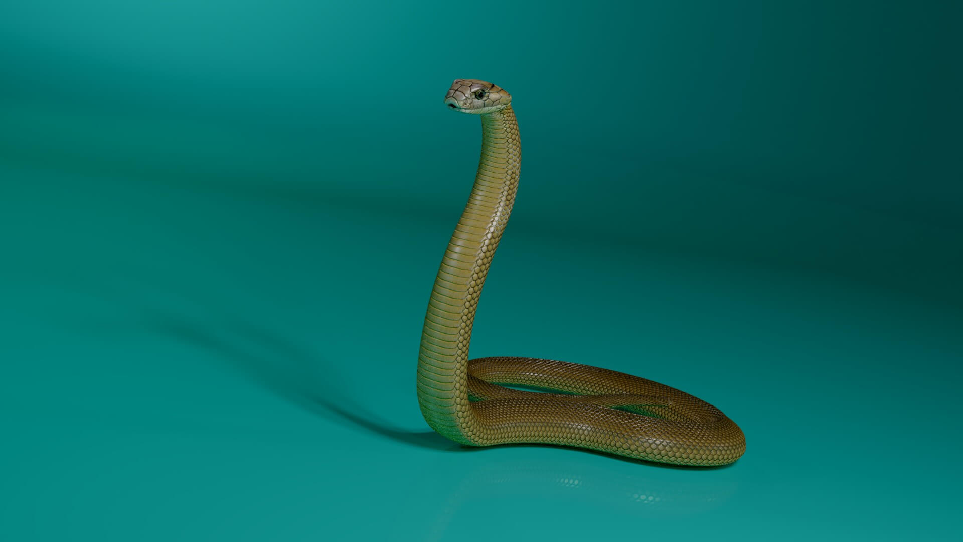 Cobra Snake - 3D Model by vefilanna
