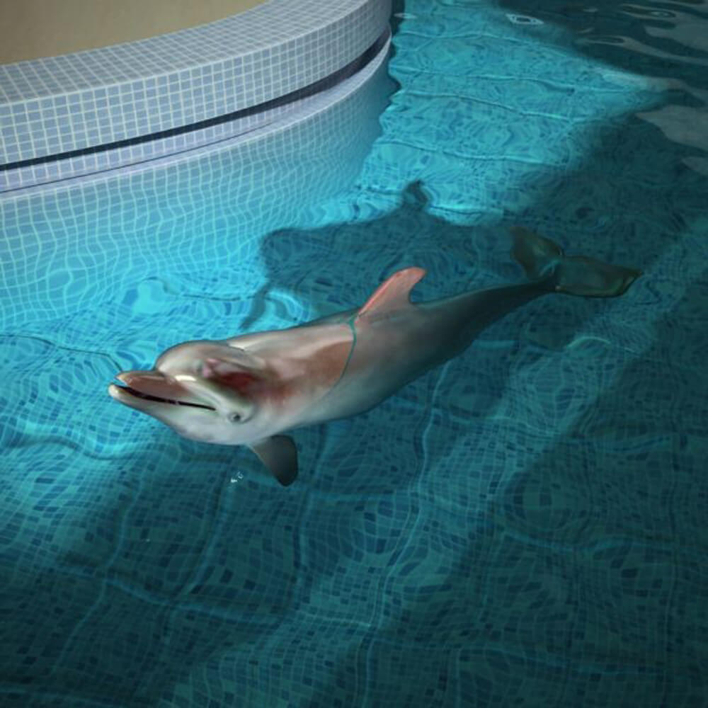 3D Model Dolphin by vefilanna