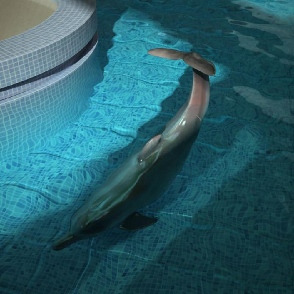 3D Model Dolphin by vefilanna