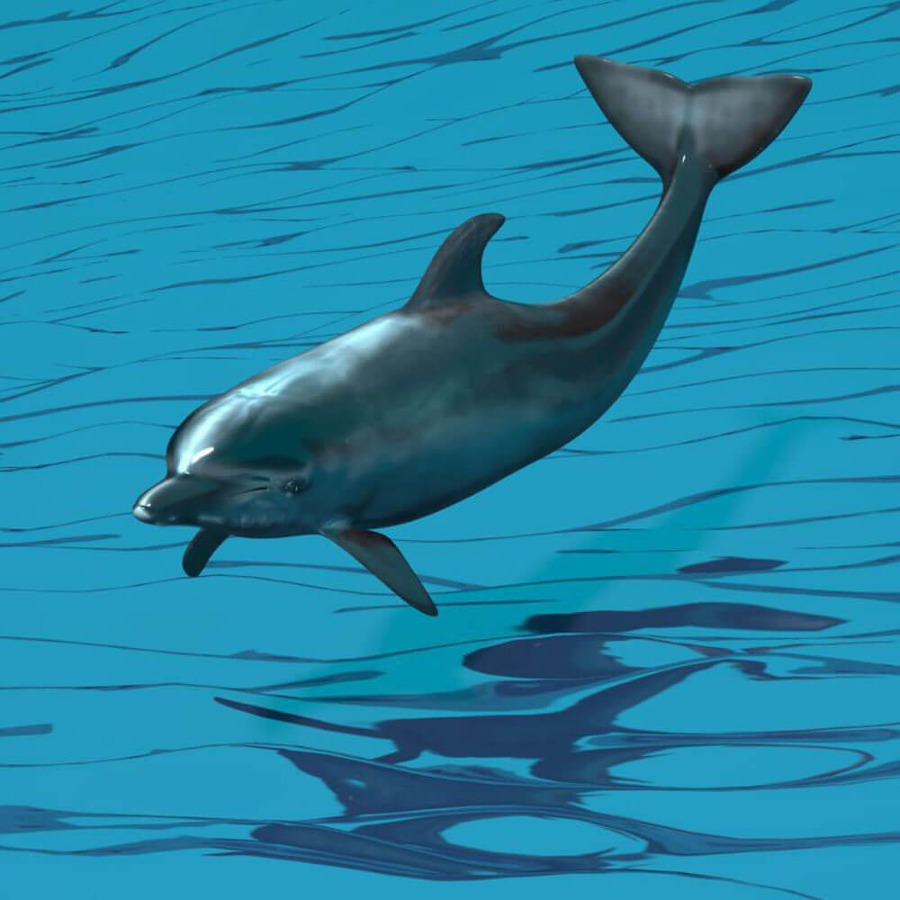 3D Model Dolphin by vefilanna