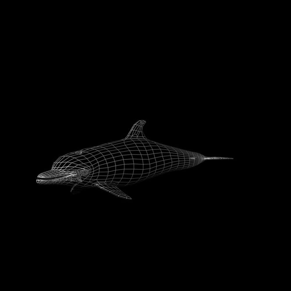 3D Model Dolphin by vefilanna