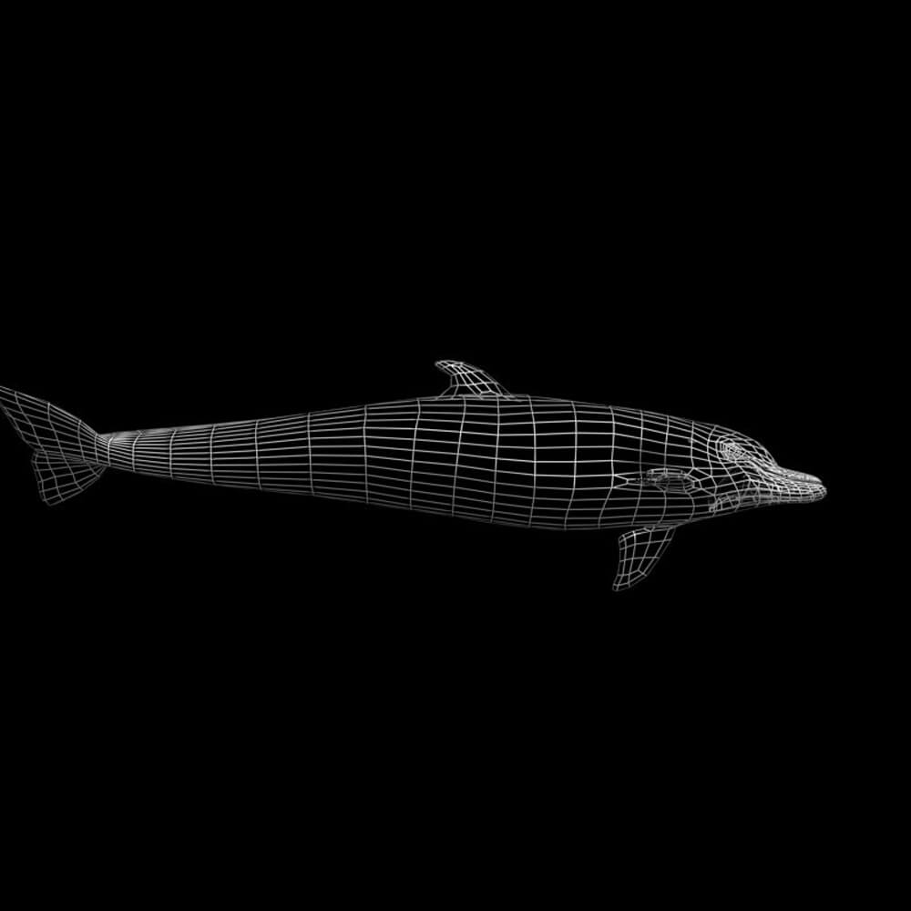 3D Model Dolphin by vefilanna