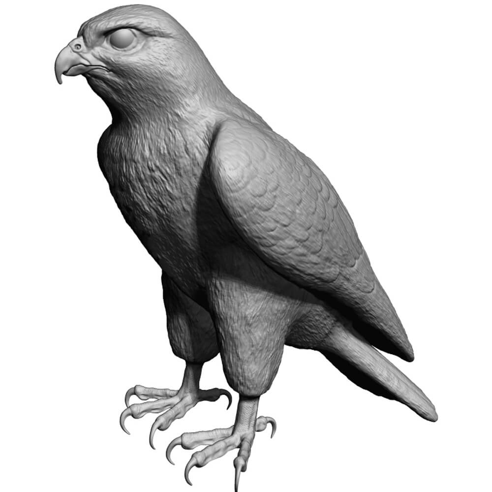Falcon Bird Basic Shape - 3D Model by vefilanna