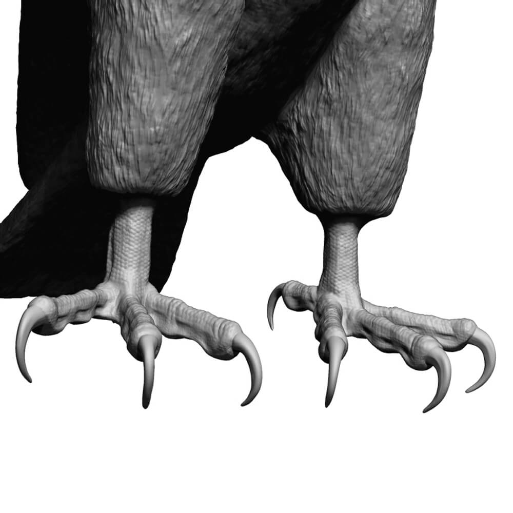 Falcon Bird Basic Shape - 3D Model by vefilanna