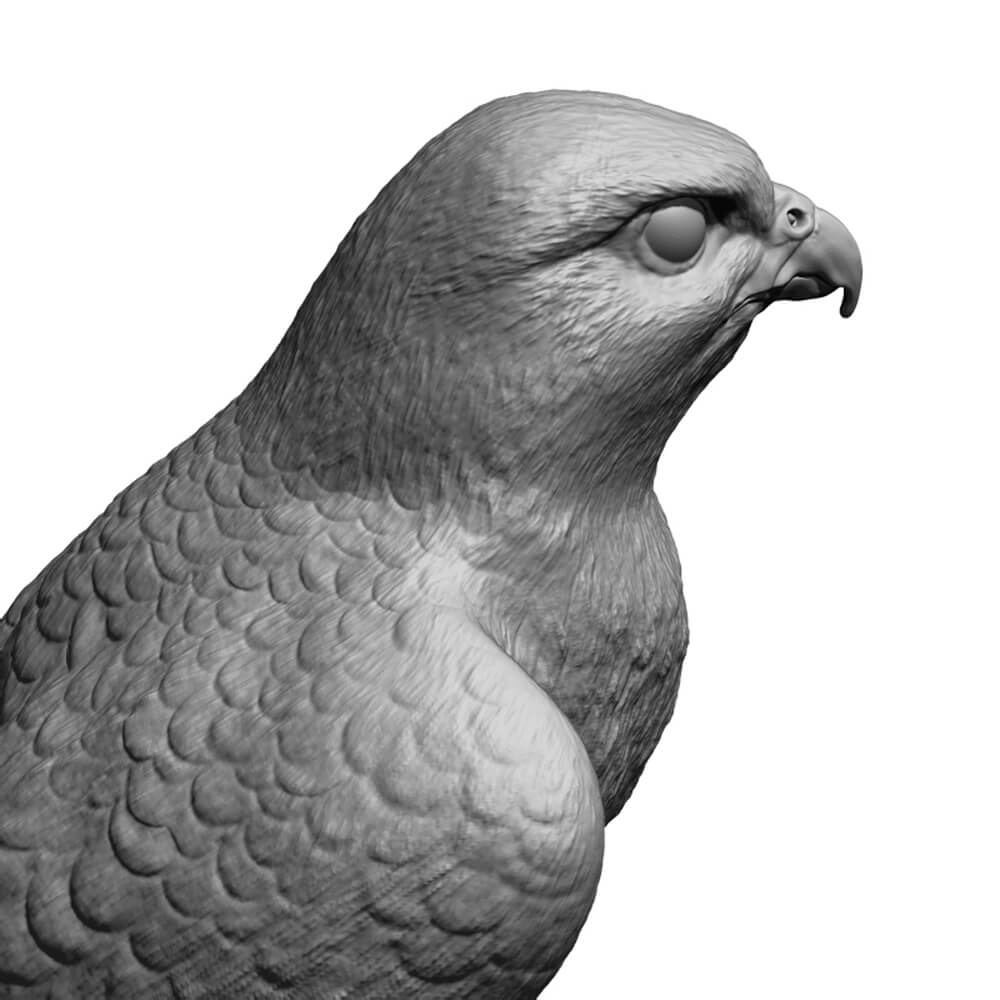 Falcon Bird Basic Shape - 3D Model by vefilanna