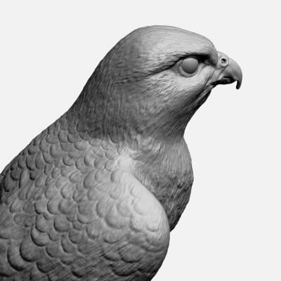 Falcon Bird Basic Shape - 3D Model by vefilanna