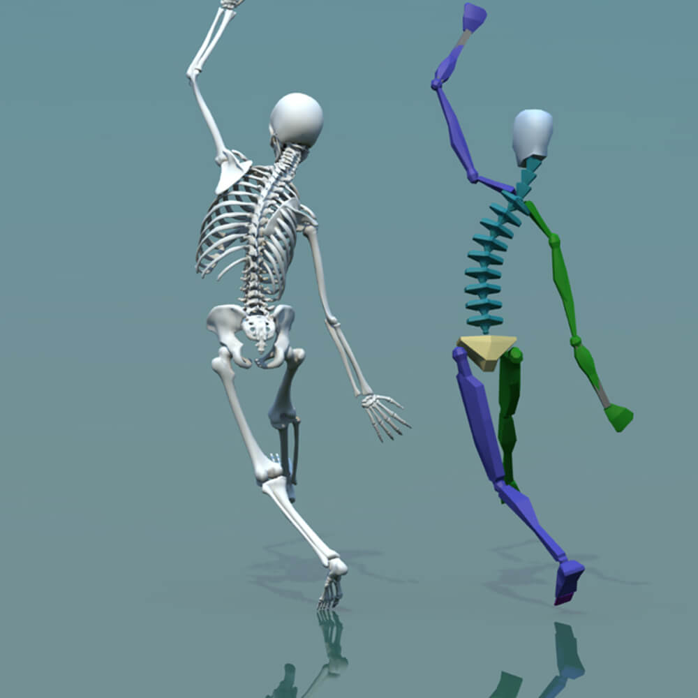 3D Model Human Skeleton by vefilanna