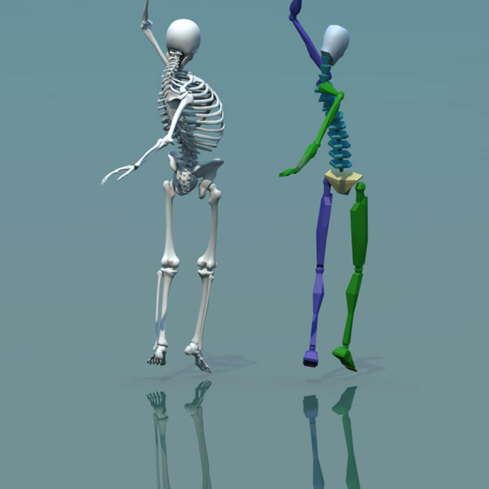 3D Model Human Skeleton by vefilanna