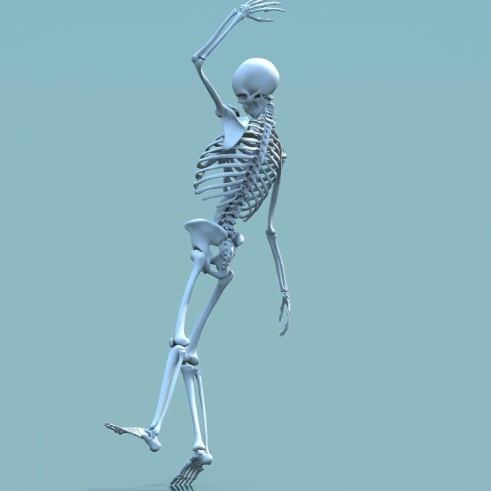 Human Skeleton - 3D Model by vefilanna