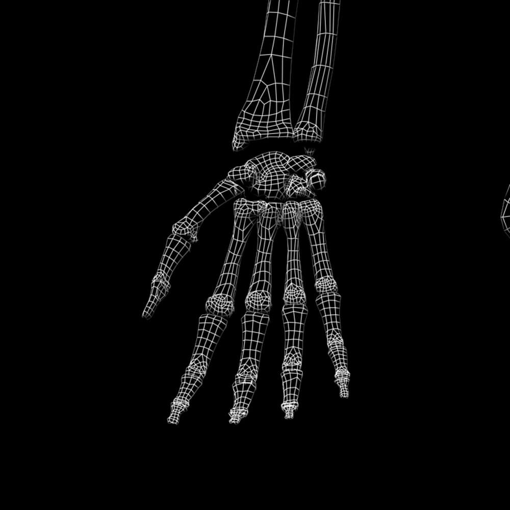 3D Model Human Skeleton by vefilanna