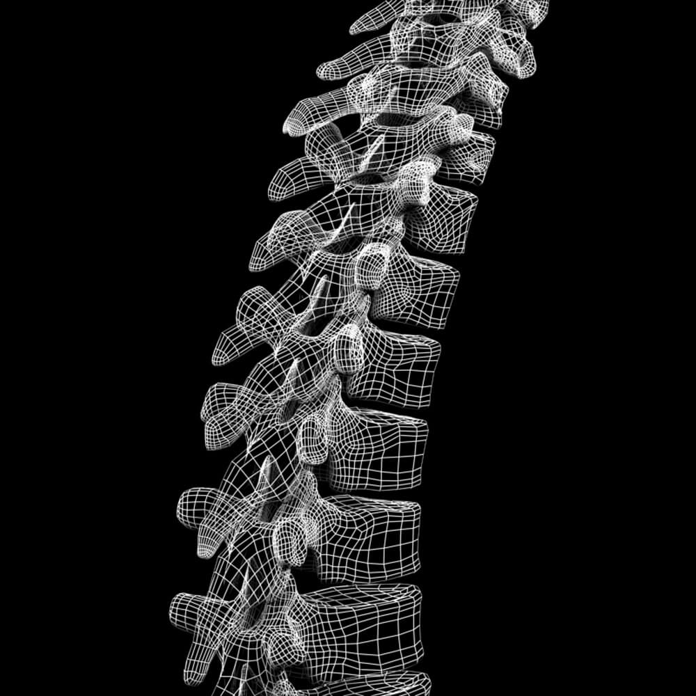 3D Model Human Skeleton by vefilanna