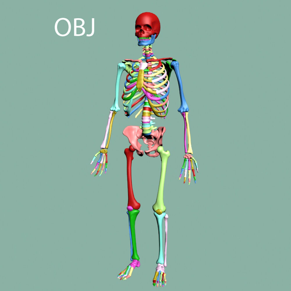 Human Skeleton - 3D Model by vefilanna