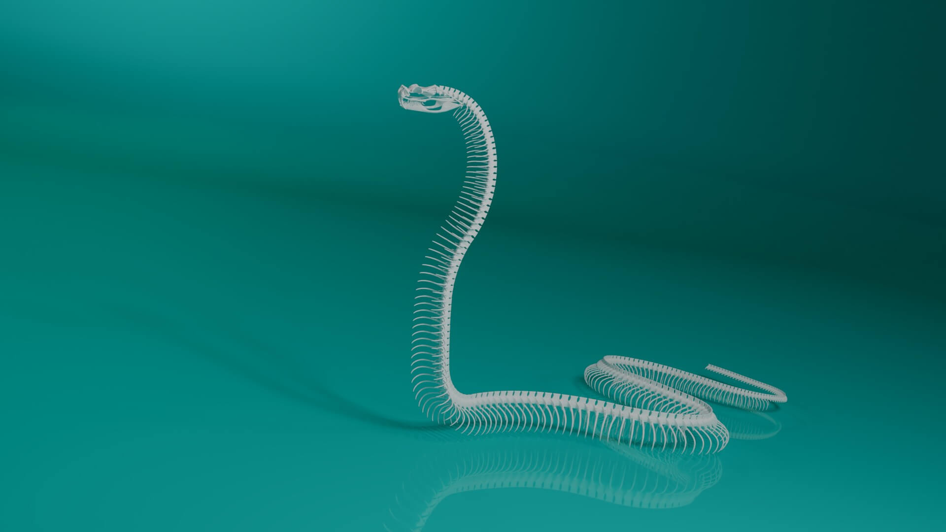 3D Model Snake Skeleton by vefilanna
