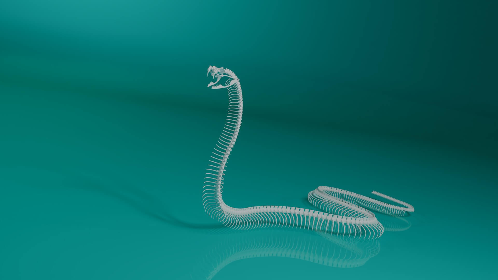 Snake Skeleton - 3D Model by vefilanna