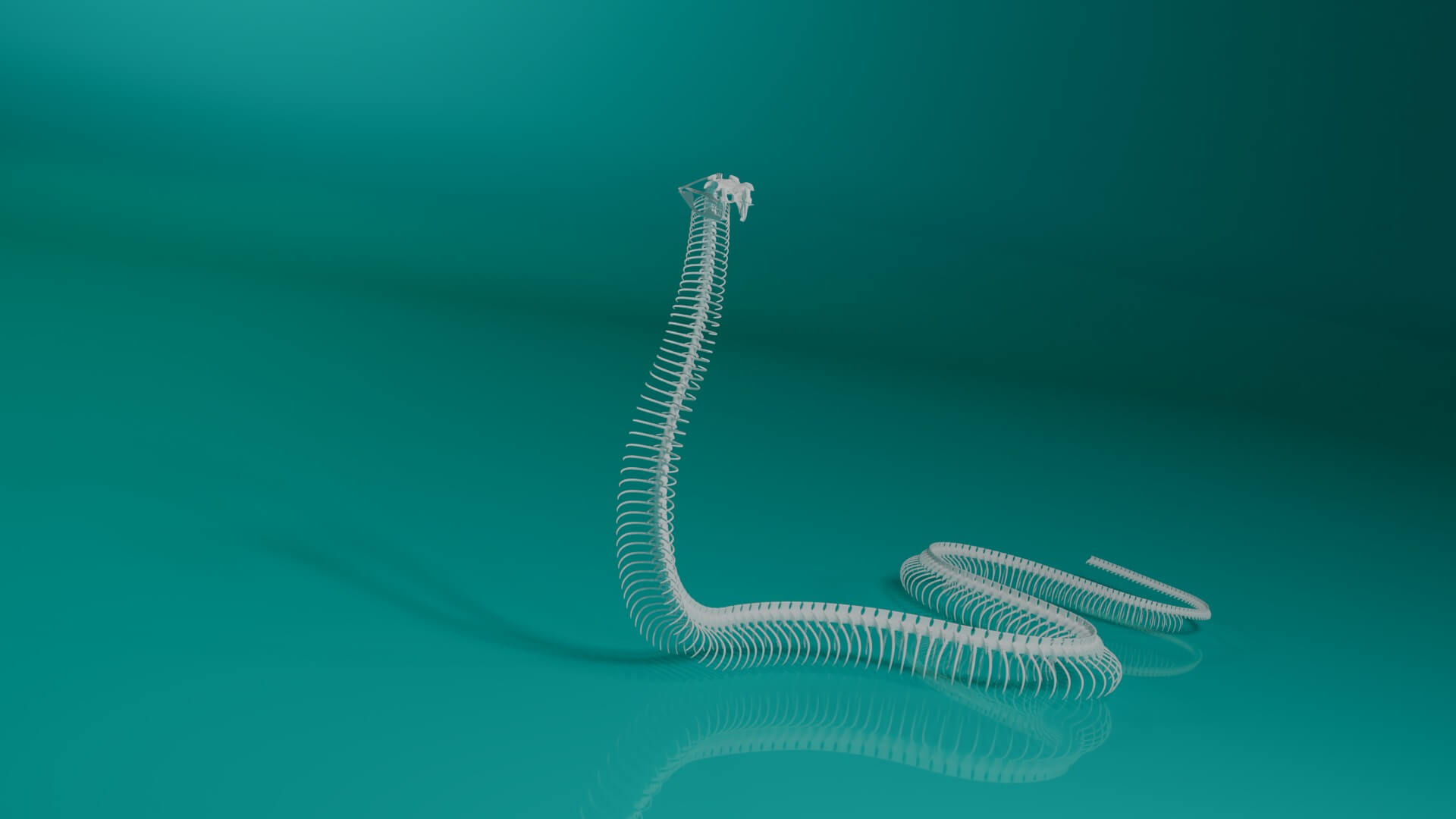 Snake Skeleton - 3D Model by vefilanna