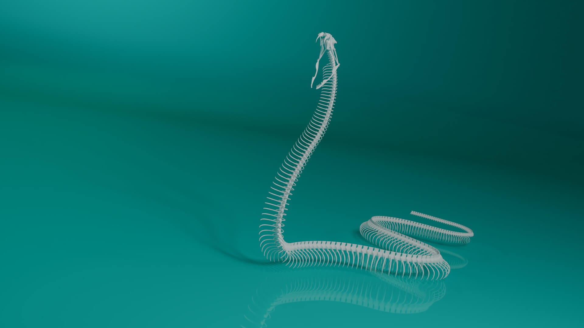 Snake Skeleton - 3D Model by vefilanna